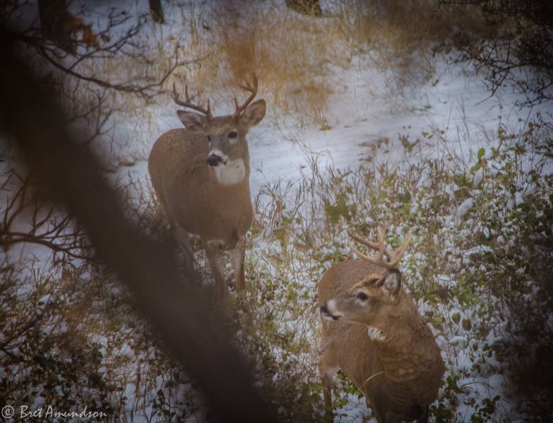2025 Minnesota Deer Hunting Regulations Now Available - Fish Hunt Forever