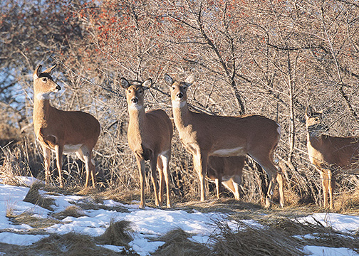 2025 Minnesota Deer Hunting Regulations Now Available - Fish Hunt Forever