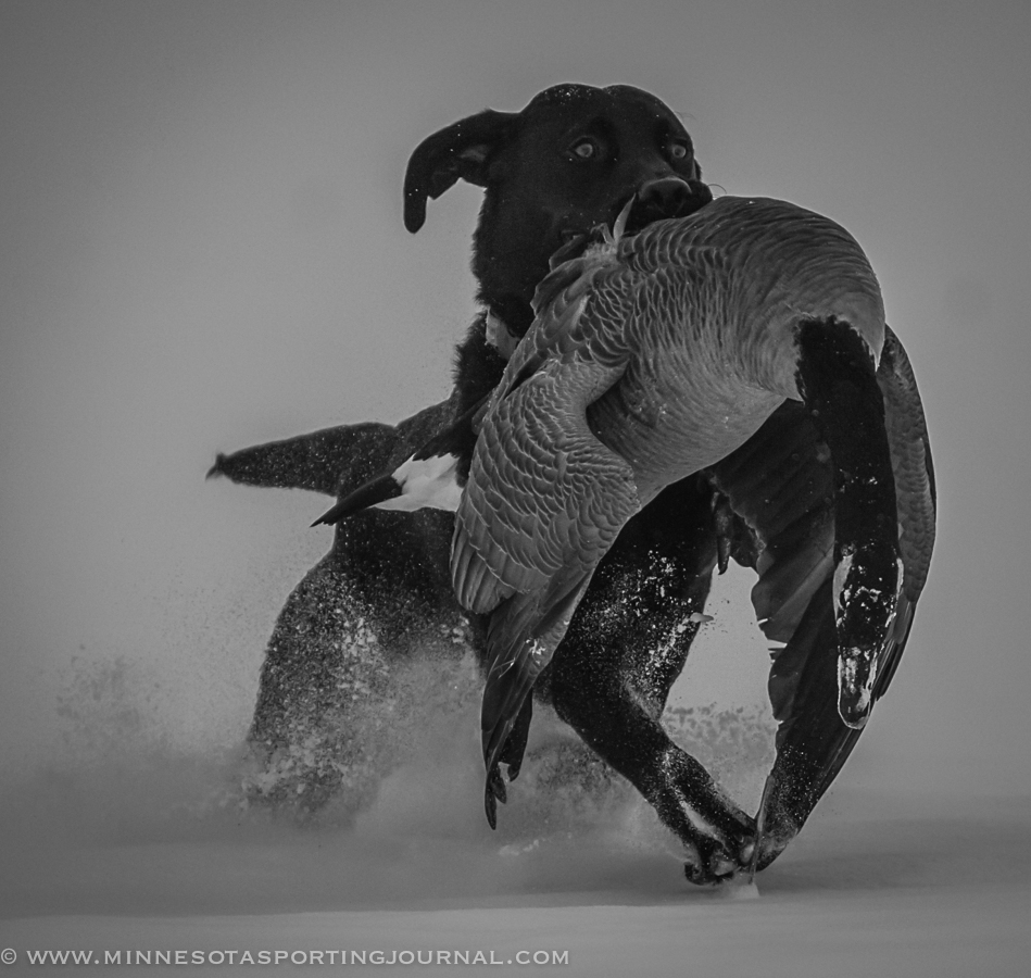 New Minnesota Waterfowl Regulations Released - Fish Hunt Forever