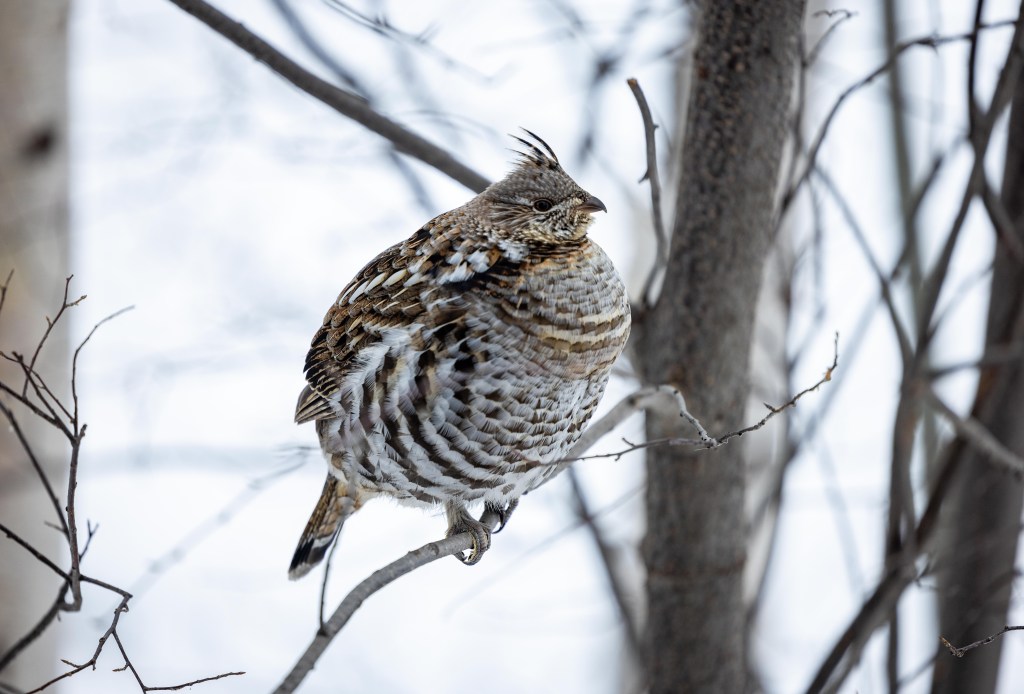 Ruffed grouse Counts Remain High in Core of Minnesota Ruffed Grouse ...