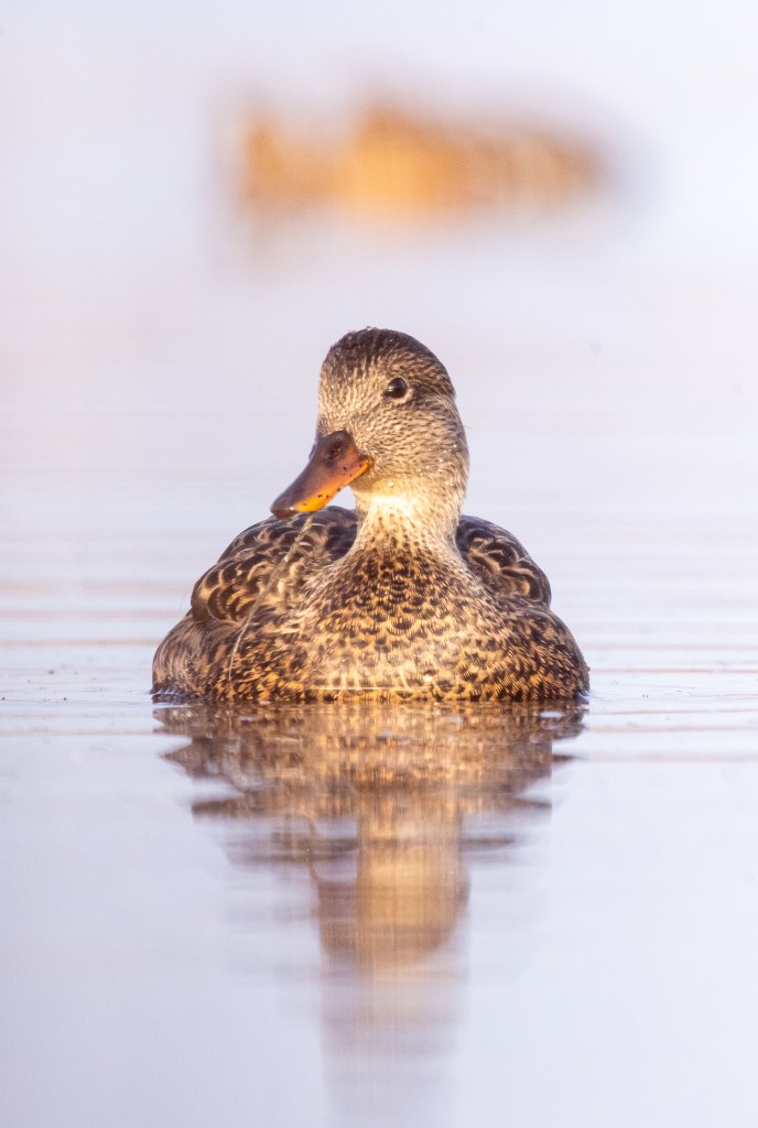 How To See It: The fall migration at Horicon marsh. (Hunting ...