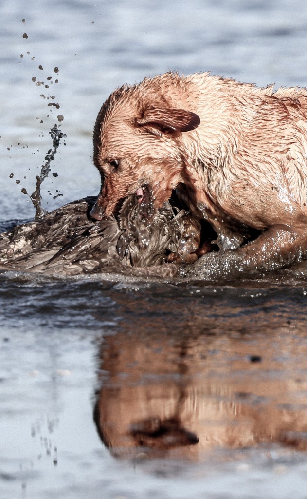 2nd Place Win: Million Duck Big Picture Photo Contest Winners Announced ...