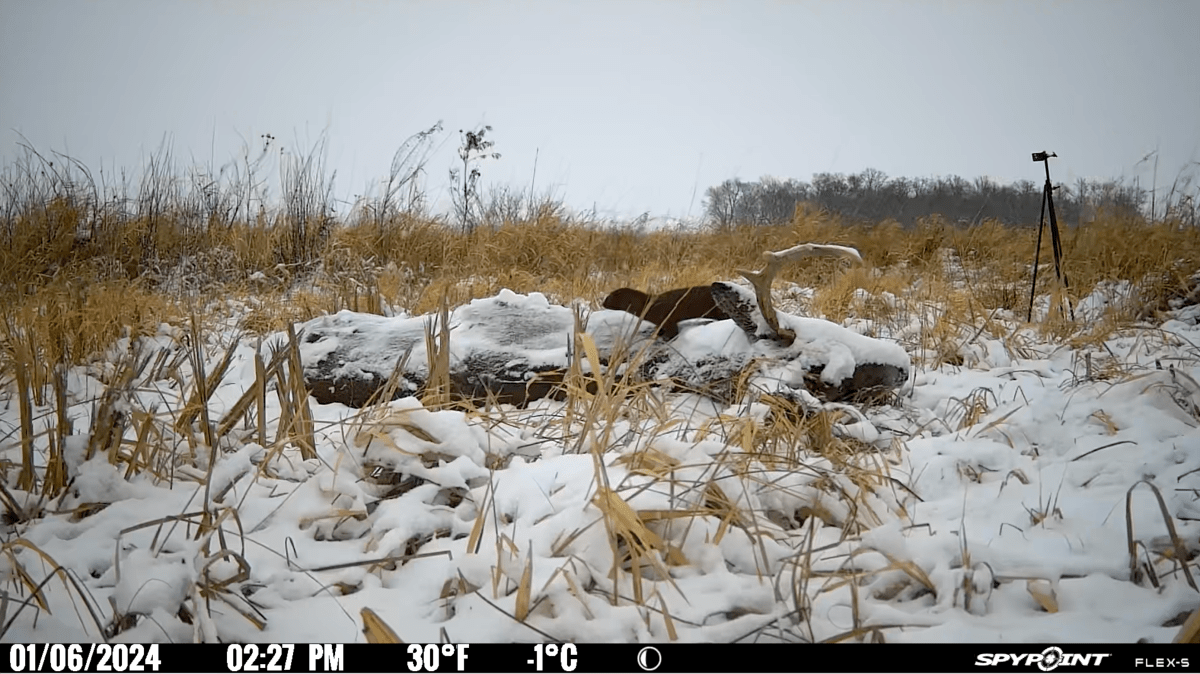 VIDEO: What is Eating Those Gut Piles? – Fish Hunt Forever